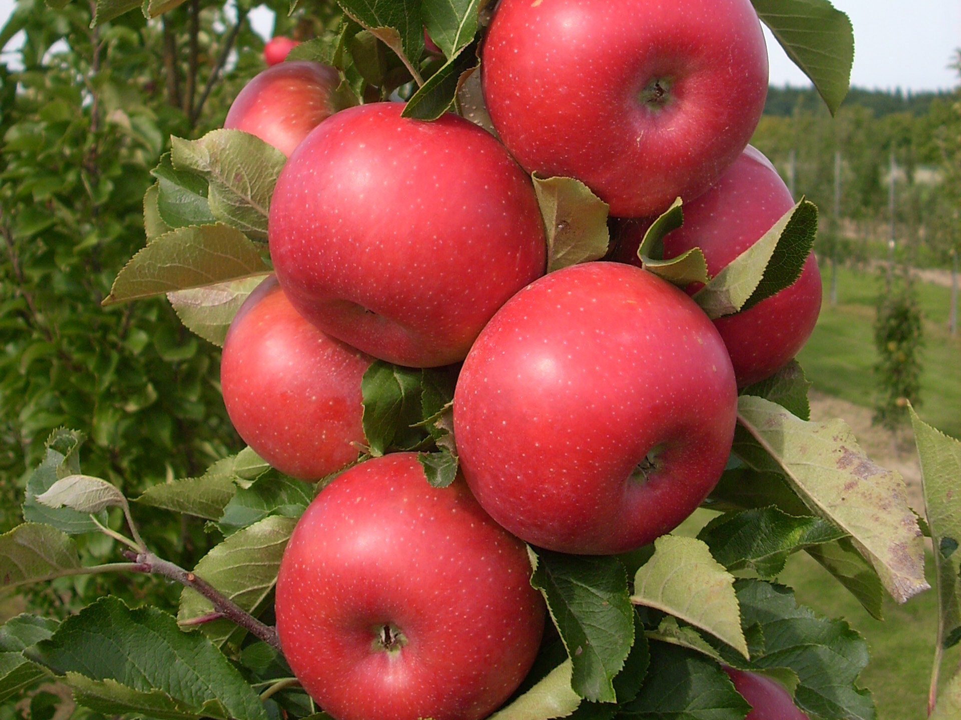 Ovocné stromky - Fytos