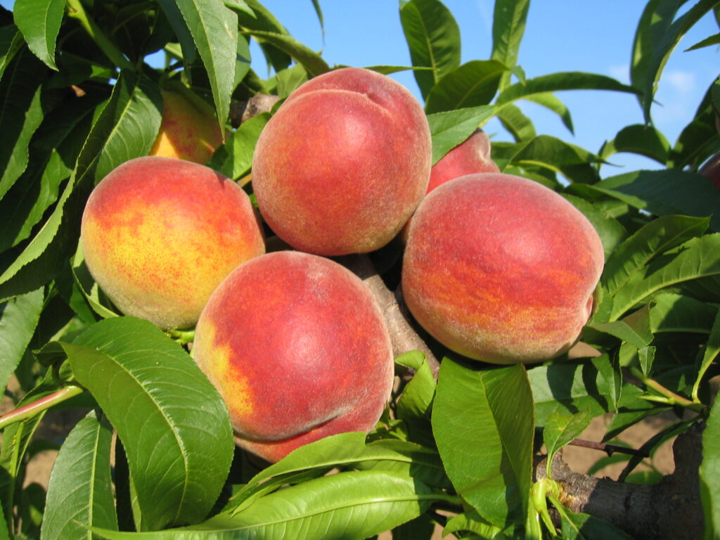 Favorita morettini - Fytos