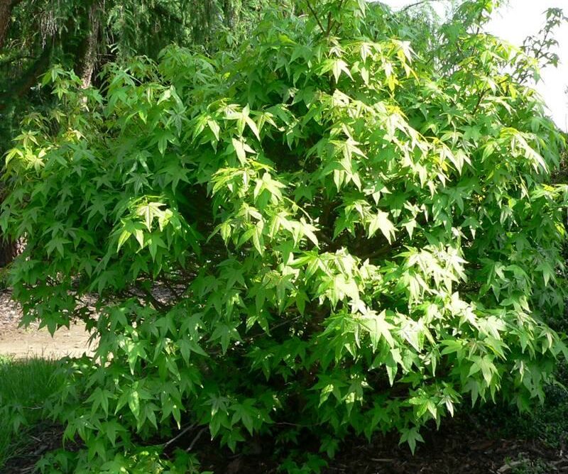 Ambroň západní - Fytos