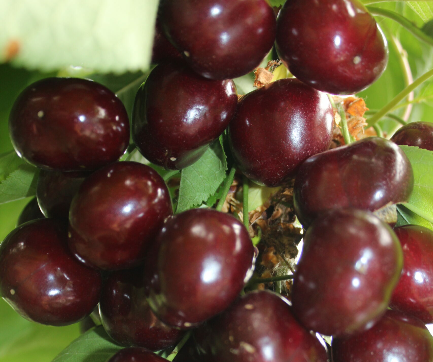 Sweet Valina(S) - Fytos