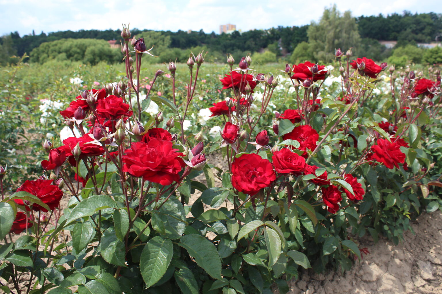 Okrasné dřeviny - Fytos