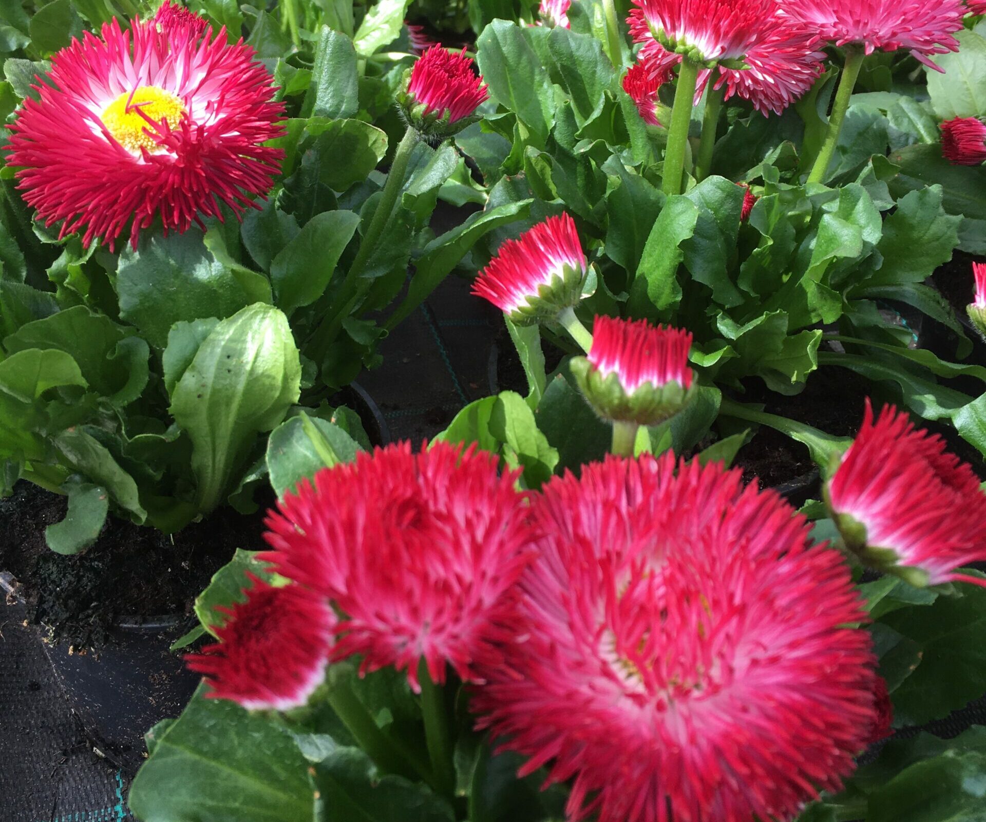 Sedmikrásky - Fytos