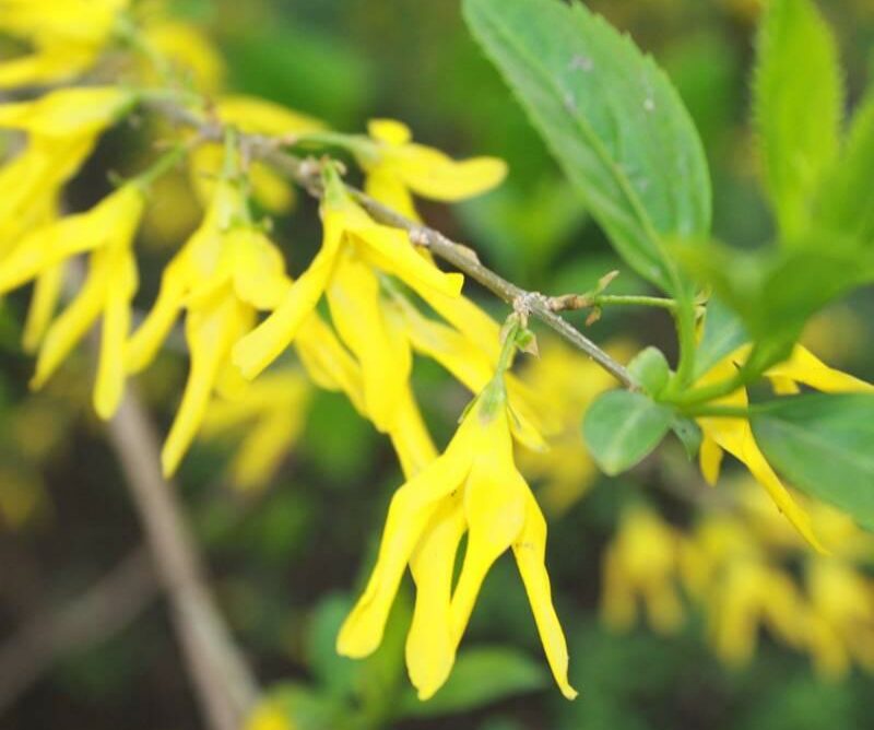 Zlatice prostřední - Fytos