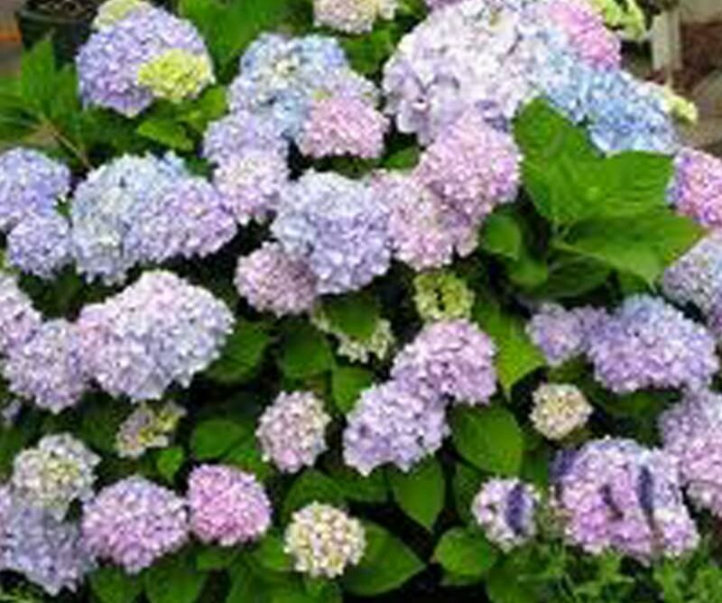 Hortenzie velkokvětá - Fytos