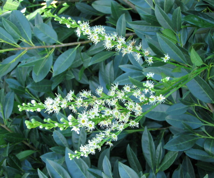 Listnaté stálezelené keře - Fytos