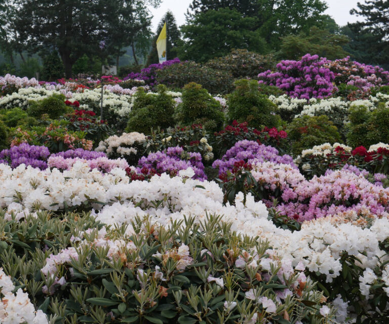 Rododendrony, azalky a vřesovištní rostliny - Fytos